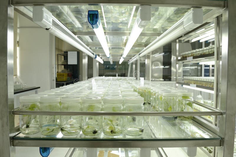 Laboratory Design For Plant Tissue Culture at Elijah Rubin blog