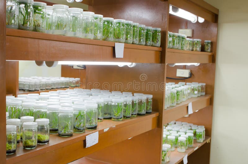 Plant tissue culture stock photo. Image of disease, analysis - 39983074