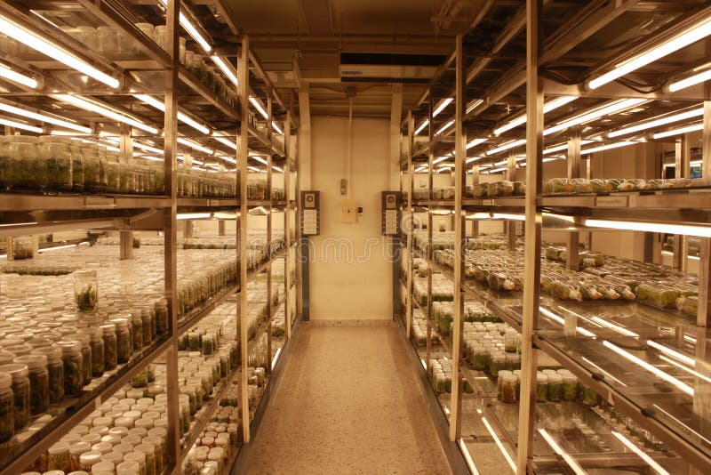 Plant tissue culture room stock photo. Image of botany - 49870192