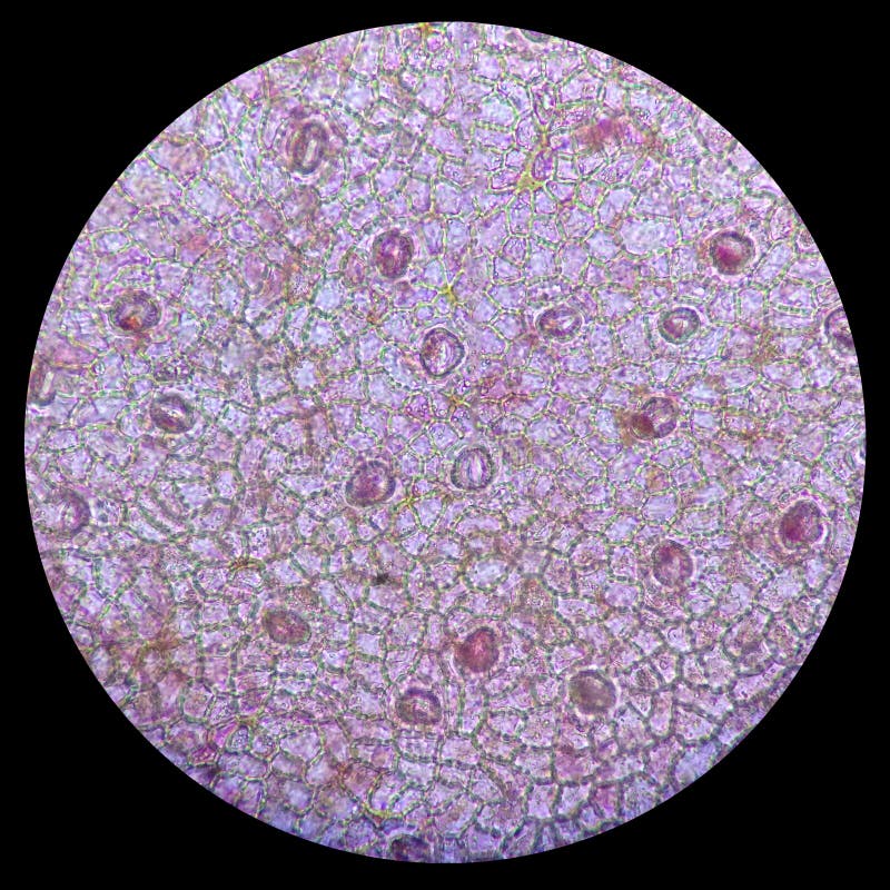 Plant tissue stock image. Image of tissue, background - 57686409