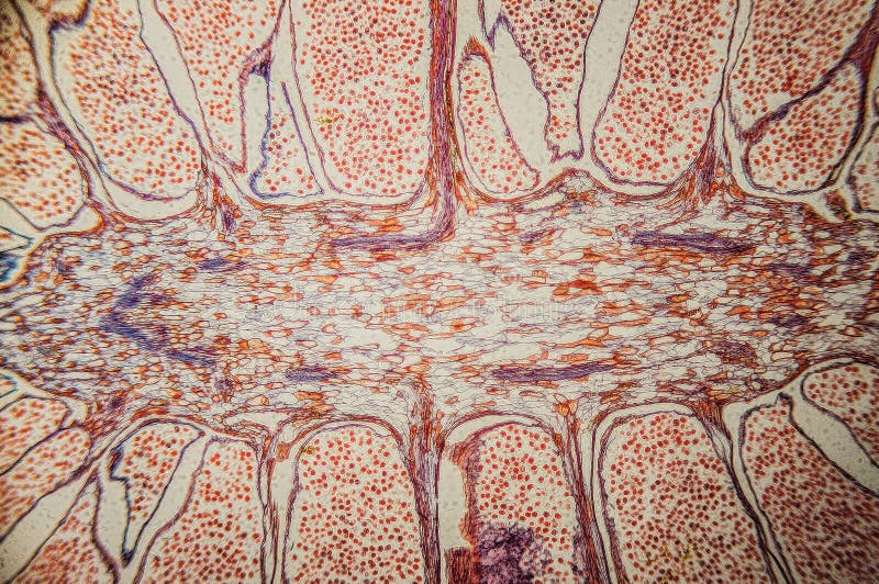 Plant tissue stock photo. Image of close, botanic, cellular - 51971580