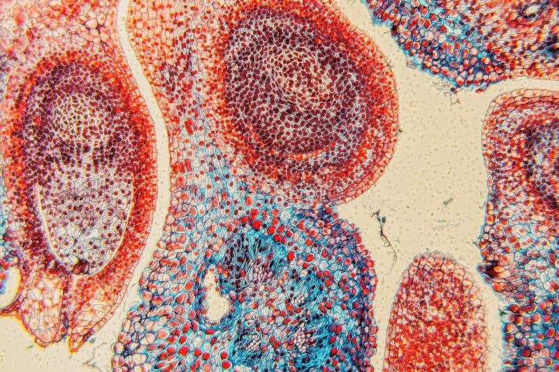 Fern root cross section stock image. Image of nucleus - 5603729
