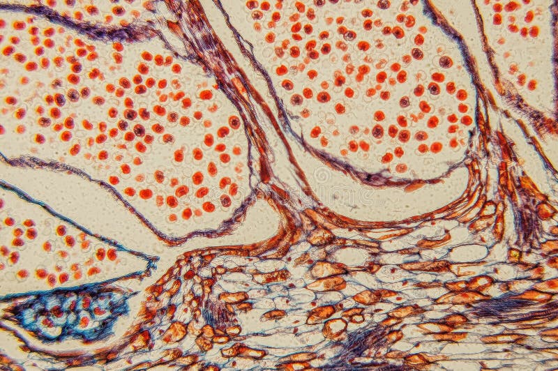 Plant tissue stock photo. Image of biological, macro - 51973536