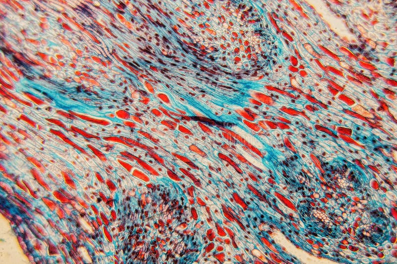 Plant tissue stock photo. Image of botany, micro, science - 51973828