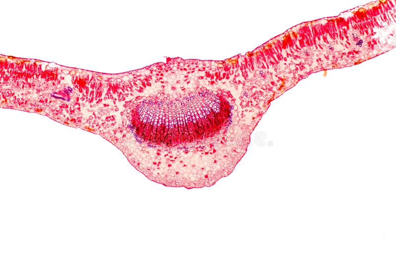 Plant Tissues Under the Microscope in the Laboratory. Stock Image ...