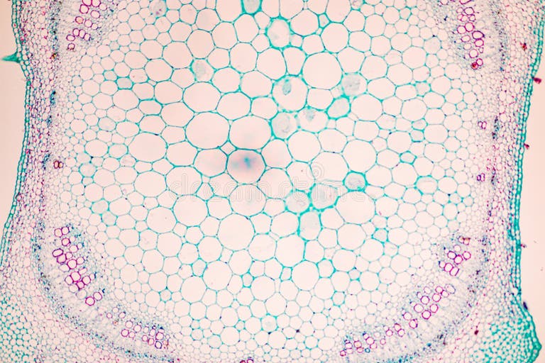 Plant Tissues Under the Microscope in the Laboratory. Stock Photo ...