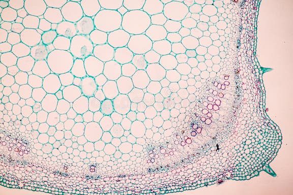 Plant Tissues Under the Microscope in the Laboratory. Stock Image ...