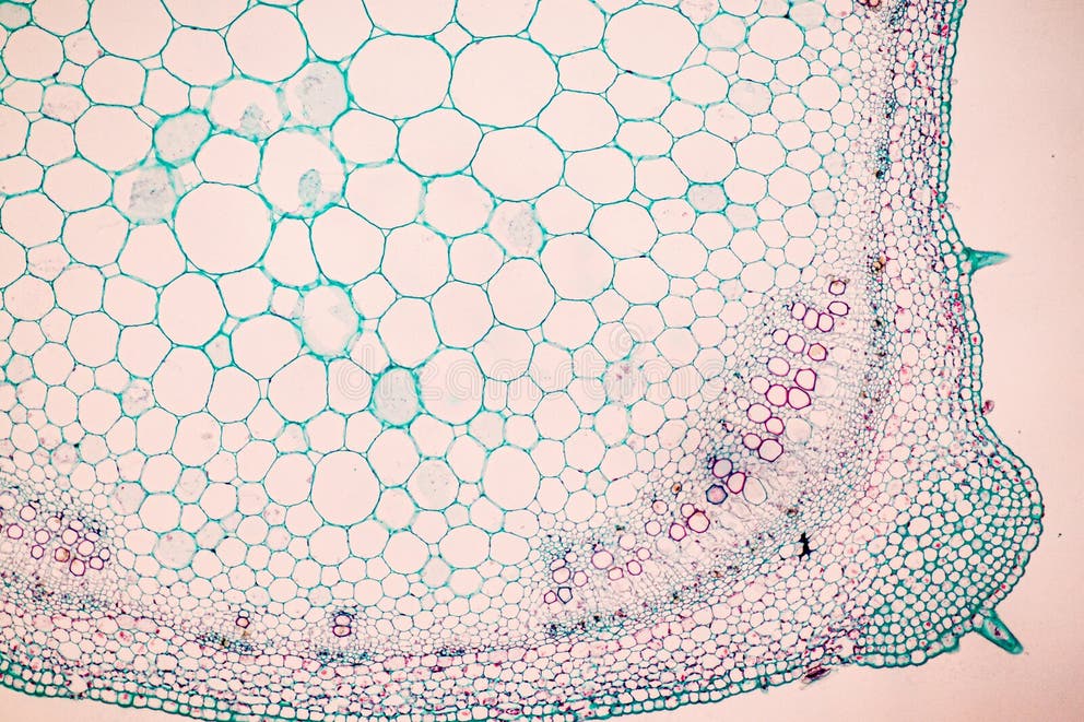 Plant Tissues Under the Microscope in the Laboratory. Stock Image ...