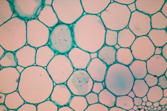 Plant Tissues Under the Microscope in the Laboratory. Stock Photo ...