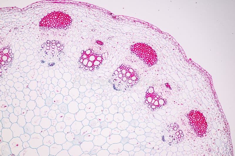 Plant Tissues Under the Microscope in the Laboratory. Stock Image ...