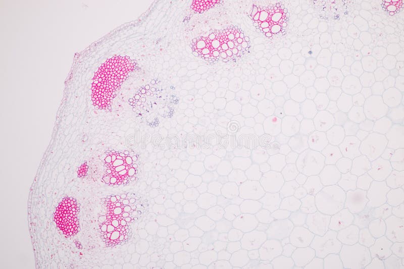 Plant Tissues Under the Microscope in the Laboratory. Stock Photo ...