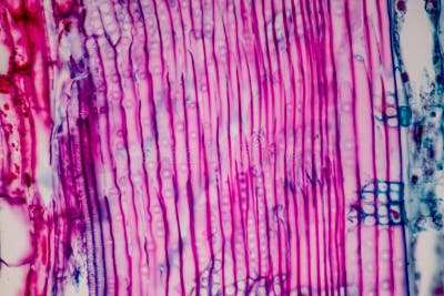 Plant Tissues Under the Microscope in the Laboratory. Stock Image ...