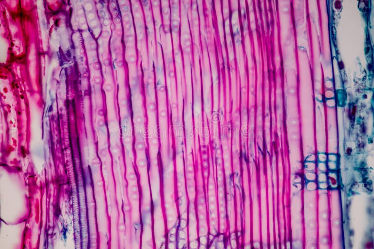 Plant Tissues Under the Microscope in the Laboratory. Stock Image ...