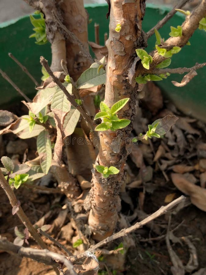 Plant stock photo. Image of soil, plantation, plant - 171041022
