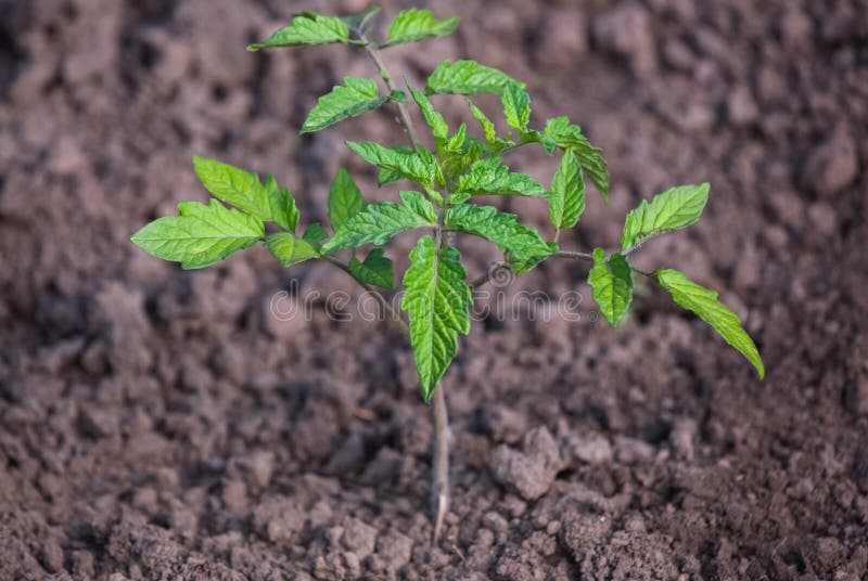 Plant Tomato Planted in the Ground, in Spring. Stock Image - Image of ...