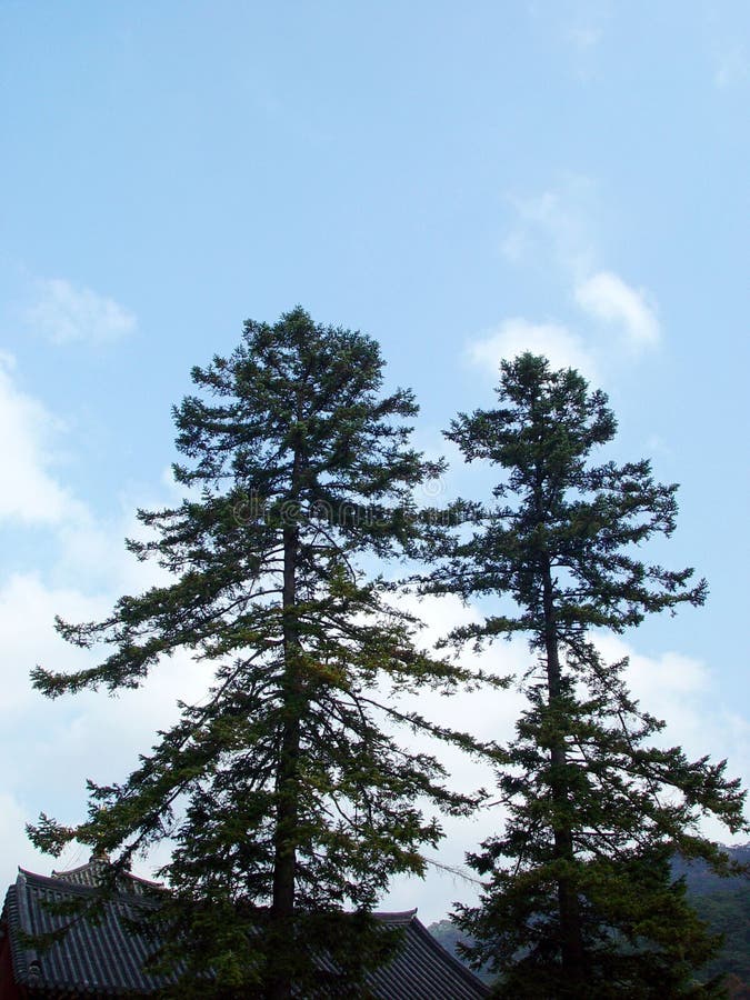 Plant stock image. Image of plant, larch, spruce, tree - 82411107