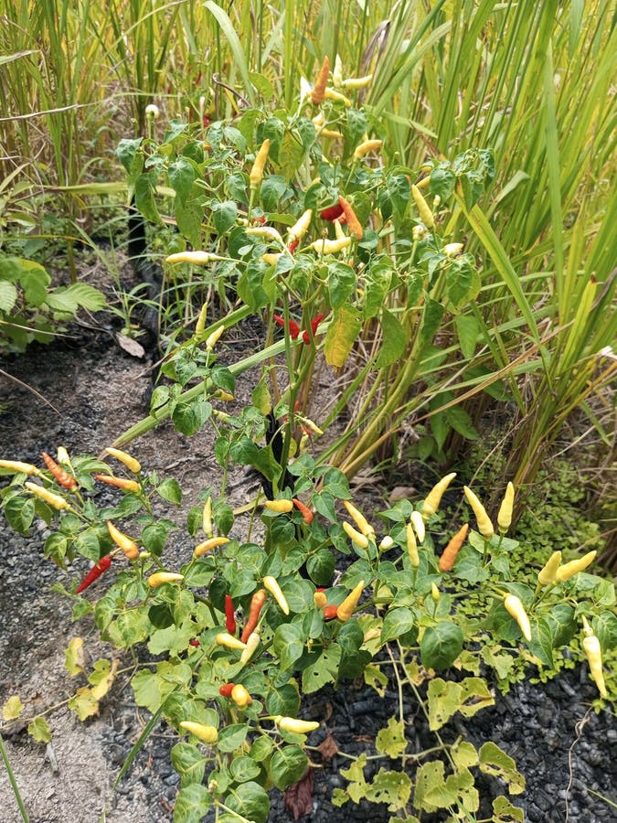 Plant, tree, chili stock photo. Image of grass, crop - 377859162