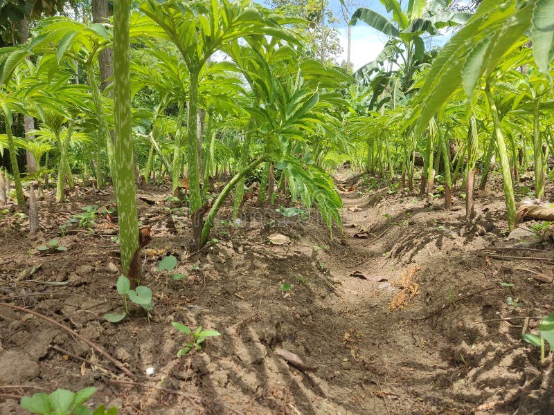 Plant and tree colture stock photo. Image of crop, tree - 261993778