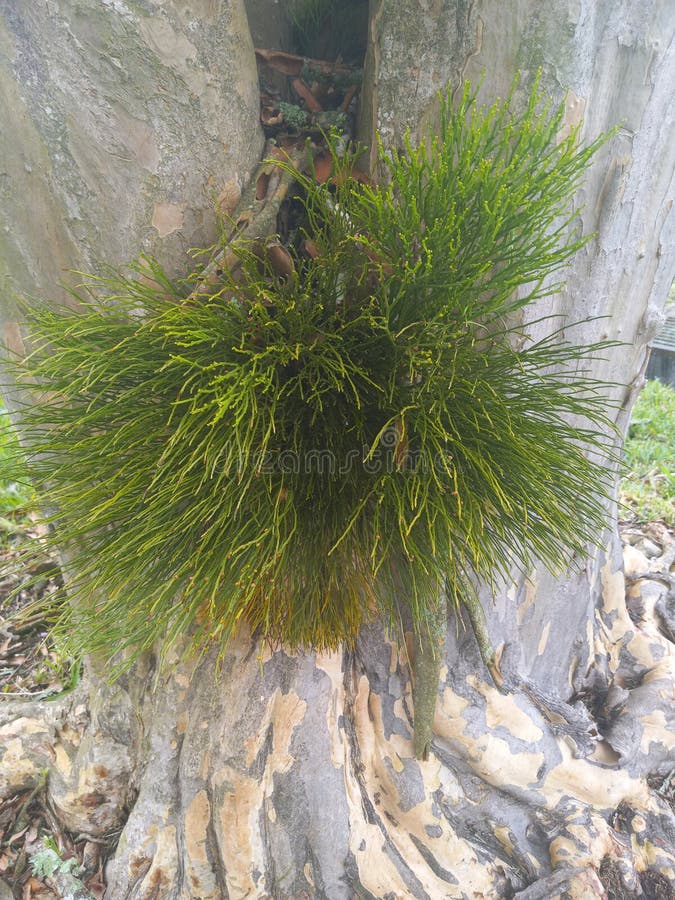 Plant tree flower grass stock photo. Image of herb, yard - 224673508