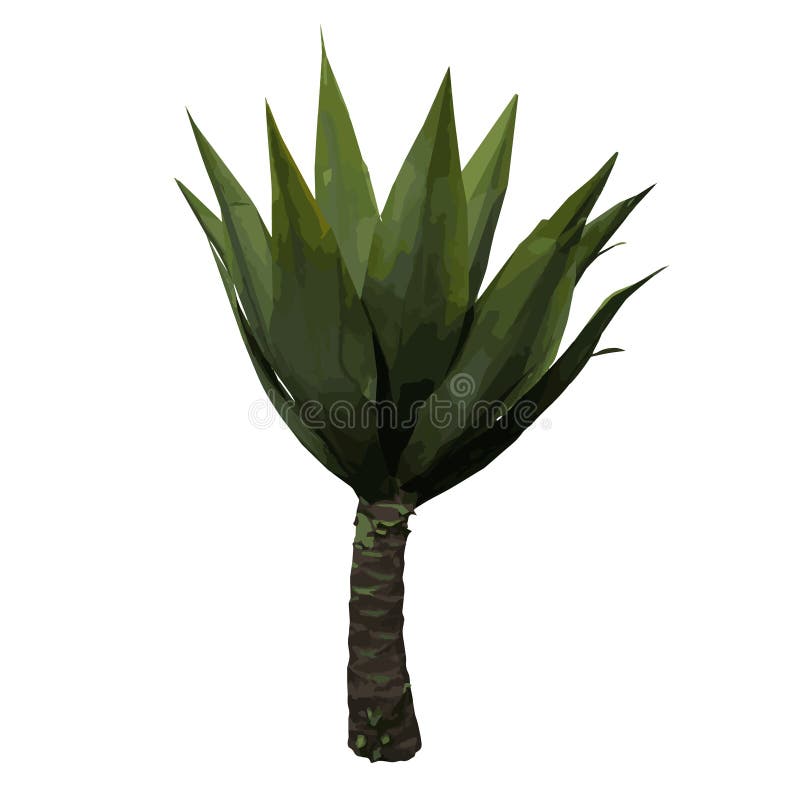 Maguey Plant Stock Illustrations – 70 Maguey Plant Stock Illustrations ...