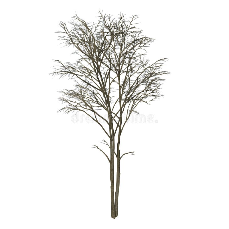 Front View of Plant Dry Tree 1 Tree Illustration Vector Stock ...