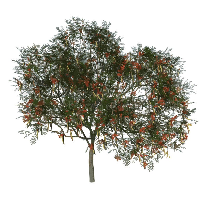 Flamboyant Tree Stock Illustrations – 474 Flamboyant Tree Stock ...