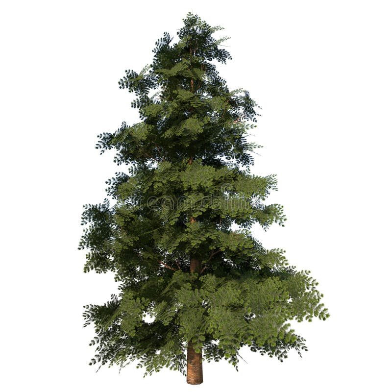 Front View of Tree Secuoyas Redwood Tree Plant White Background 3D ...