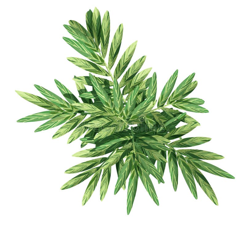 Top View of Plant Bitter Ginger Tree Illustration Vector Stock ...