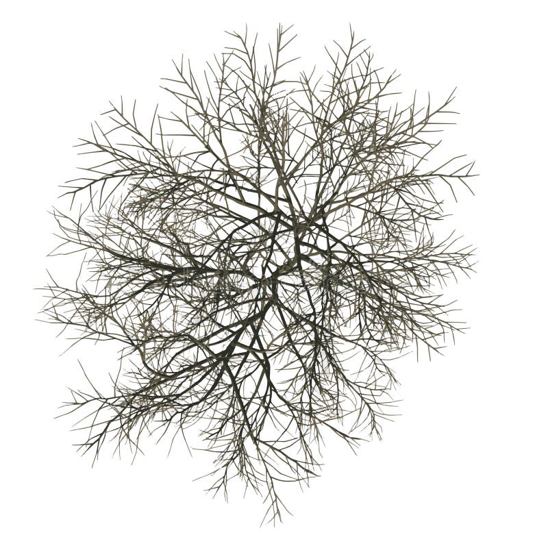 Top View of Plant Dry Tree 1 Tree Illustration Vector Stock ...