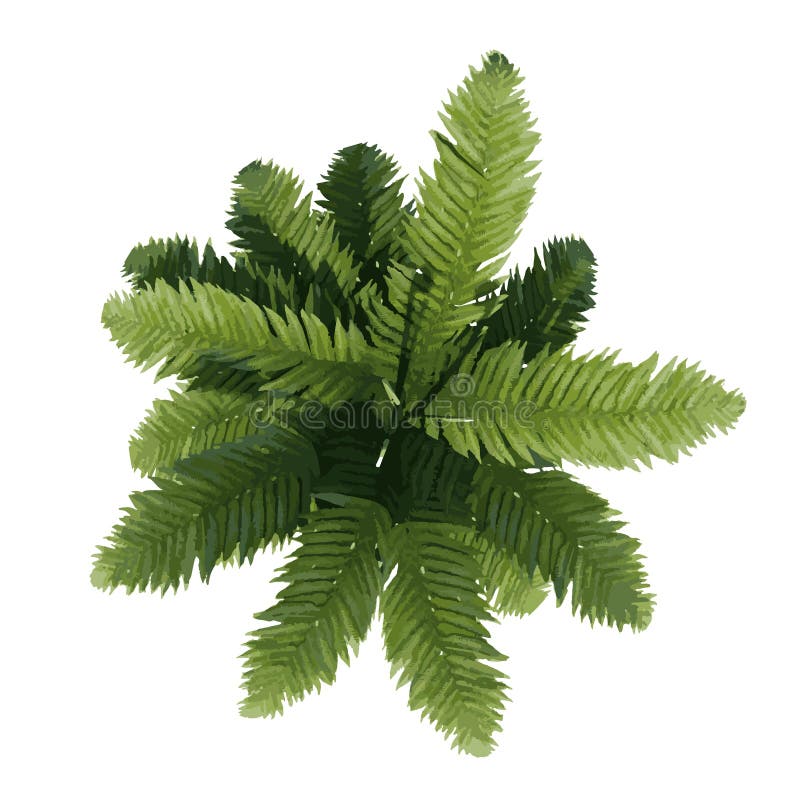 Top View of Plant Tree Fern 1 Tree Illustration Vector Stock ...
