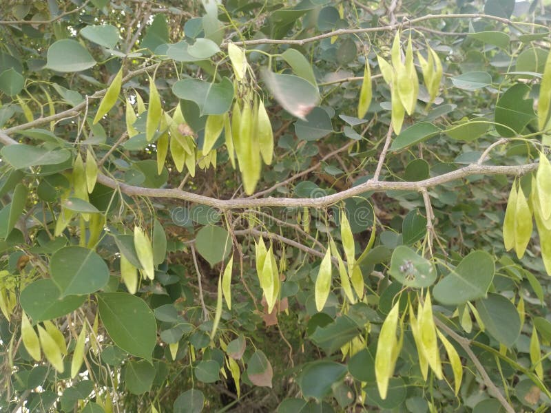 Plant tree fruit vegitable stock photo. Image of vegetable - 246948844
