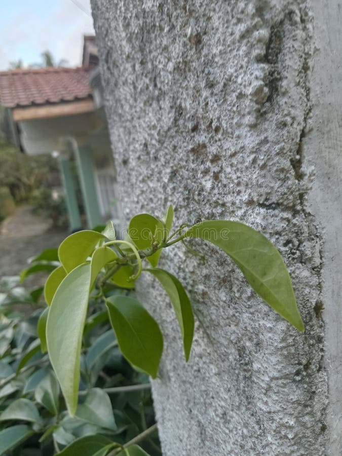 Plant Tree Green Flower Leaf Branch Shrub Produce Stock Image - Image ...