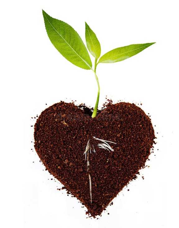 Plant tree in ground stock image. Image of environment - 32920829