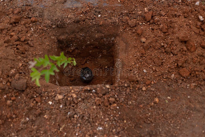 Plant the Tree in Ground Soil Hole Pit for Help Green Earth with Space ...