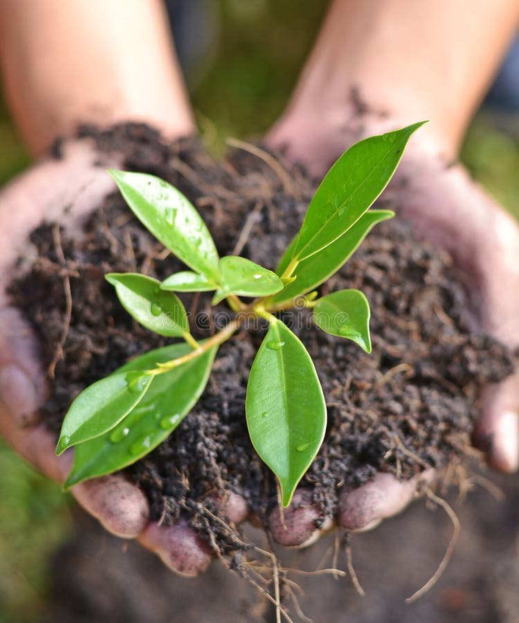 Plant stock photo. Image of green, tree, grow, plant - 43275686