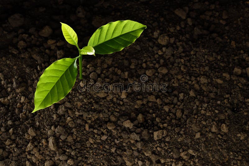 Plant, Tree, grow, seeding stock image. Image of small - 199494163