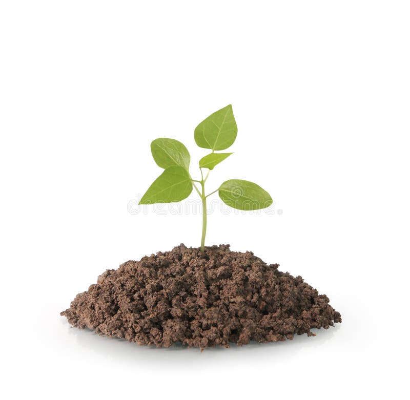 Plant Tree Growing Seedling Stock Image - Image of ecology, arabica ...
