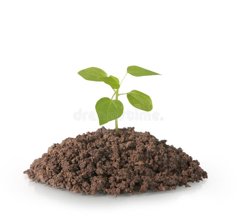 Plant Tree Growing Seedling Stock Image - Image of leaf, healthy: 86209261