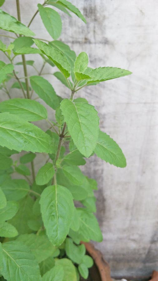 Plant stock photo. Image of tree, close, plant, hurbs - 99449918