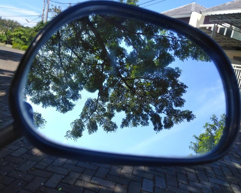 Plant and Tree in the Mirror Stock Image - Image of flower, plant ...