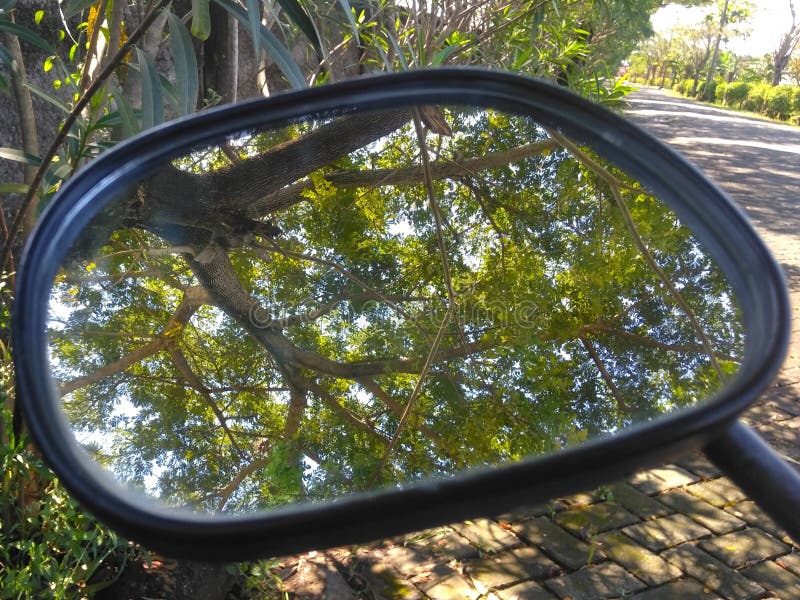 Plant and Tree in the Mirror Stock Image - Image of vehicle, grass ...