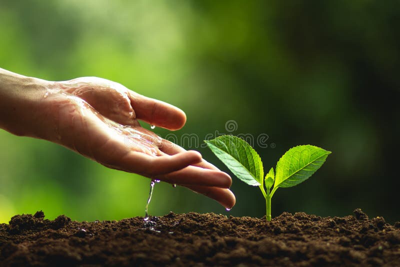 Plant a Tree Natural Tree Green Backgroun Seedlings in Nature Stock ...