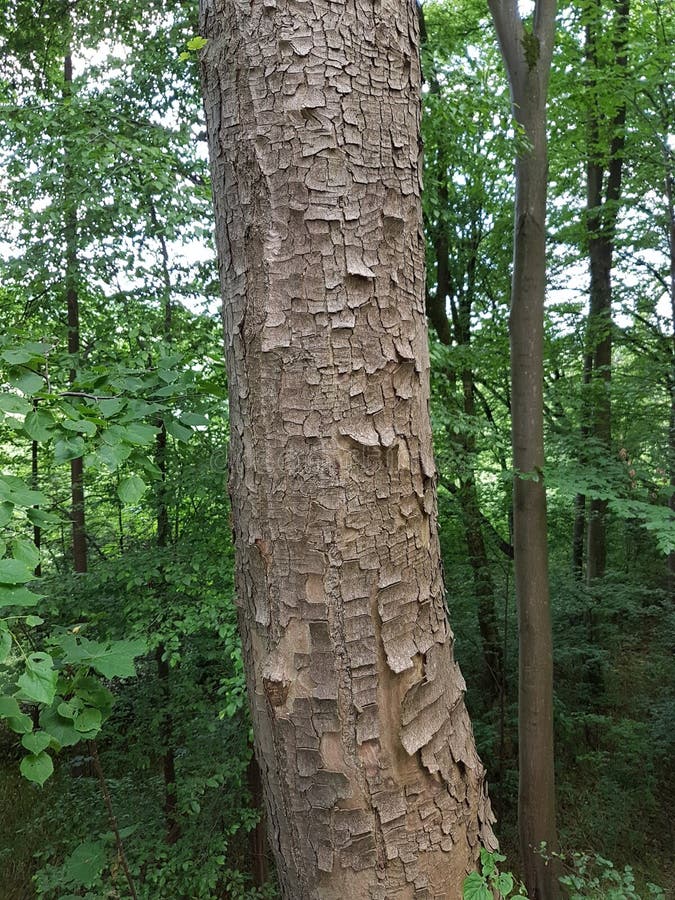 Plant, Tree, Natural Landscape, Terrestrial Plant Picture. Image: 97381827