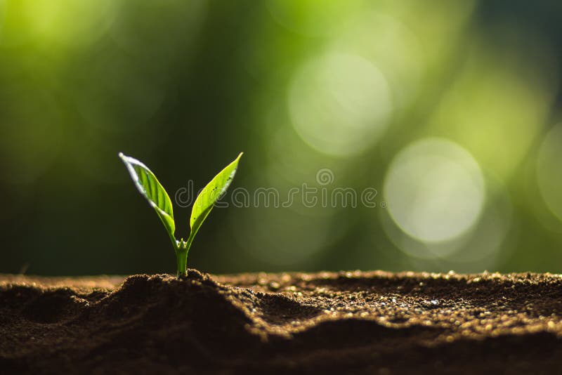 Plant a Tree in Nature,coffee Tree,fresh,tree Step Stock Image - Image ...