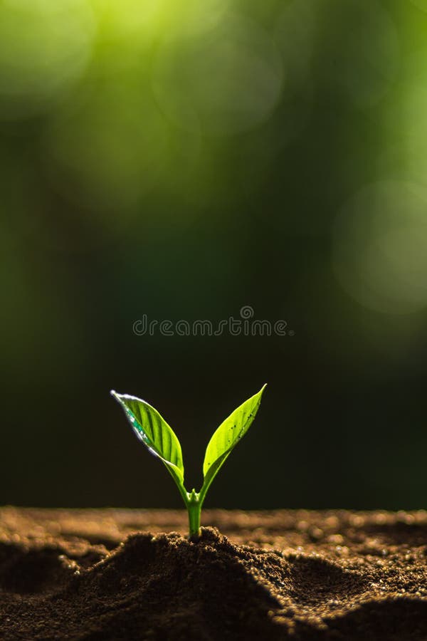Plant a Tree in Nature,coffee Tree,fresh,tree Step Stock Photo - Image ...