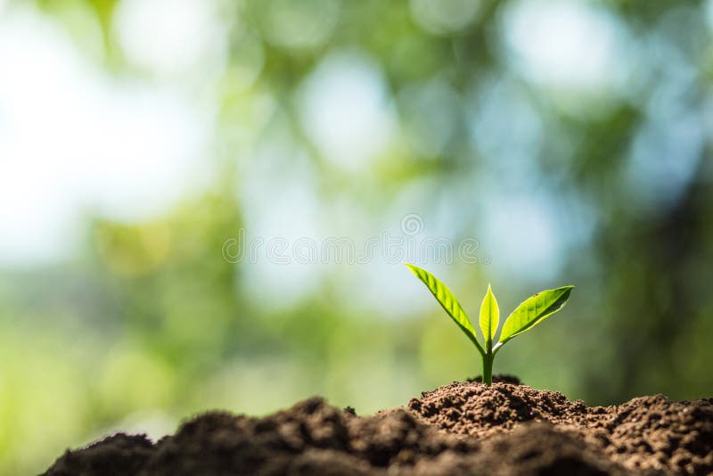 Plant a tree in nature stock photo. Image of gardening - 84537776