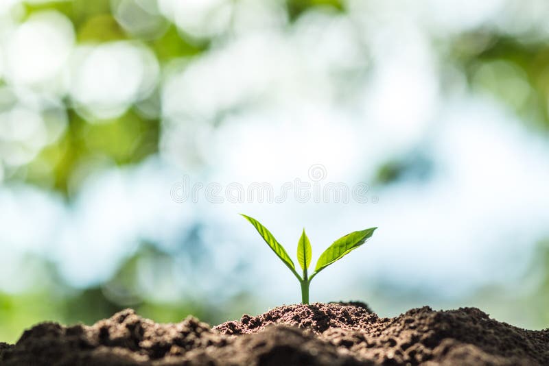 420 Tree Planting Illustration Stock Photos - Free & Royalty-Free Stock ...