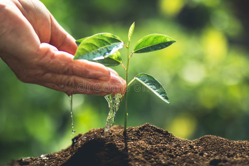 Sapling Nature Background / Green Color Stock Photo - Image of leaf ...