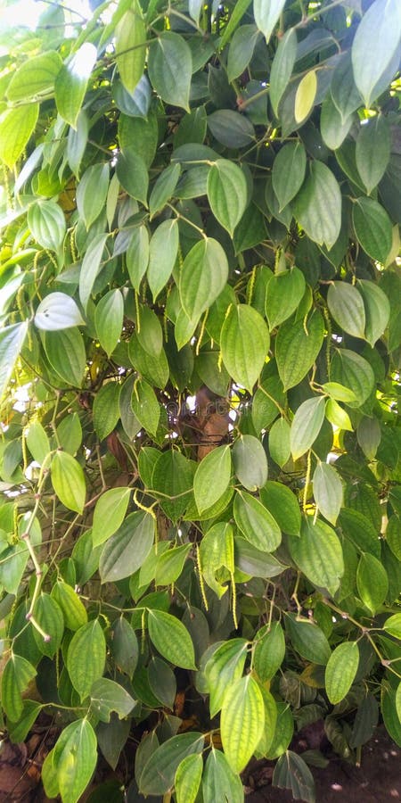 Plant x tree x pepper stock photo. Image of vegetable - 240750442