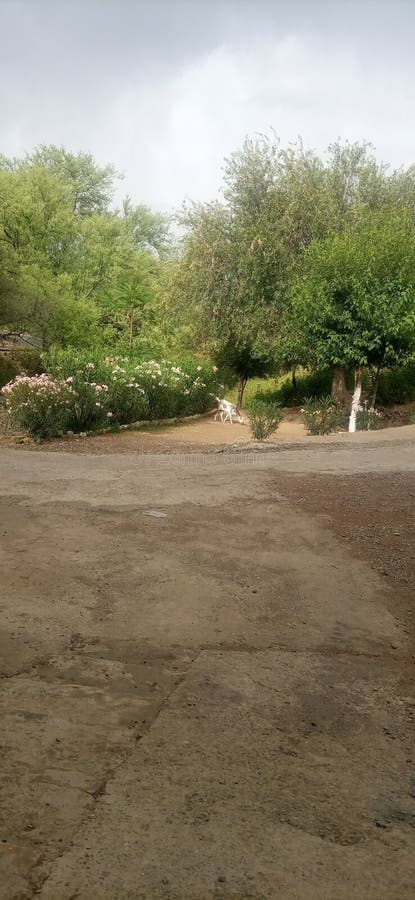 Plant and tree Peshawar stock image. Image of plant - 226586217